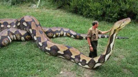 SA. "Unveiling Earth's Largest Giant Snake: Prepare to Be Amazed by Its ...